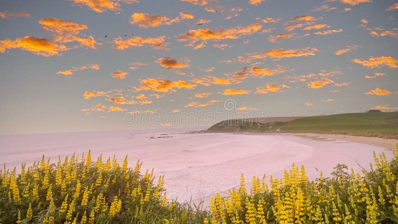The Sunset View with Flowers of Springtime with Superbloom at Seashore ...