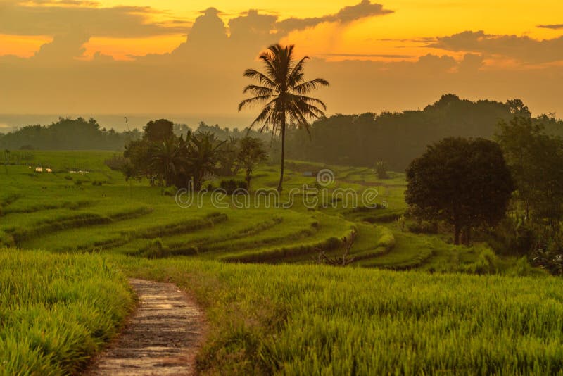 Sunset View Over the Busy Rice Fields in the Afternoon Stock Image ...