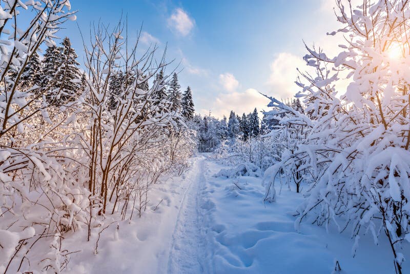 Sunset view of the path. stock photo. Image of road - 109459996