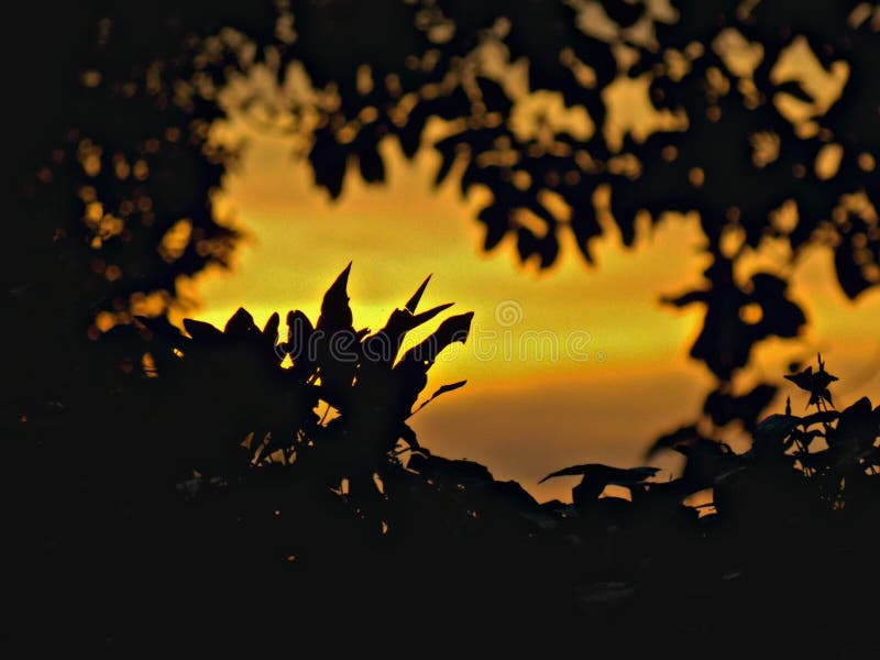 A sunset view stock photo. Image of bushes, time, sunset - 99028174