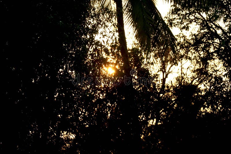 Sunset View from Trees Branch Stock Photo - Image of spring, scenery ...