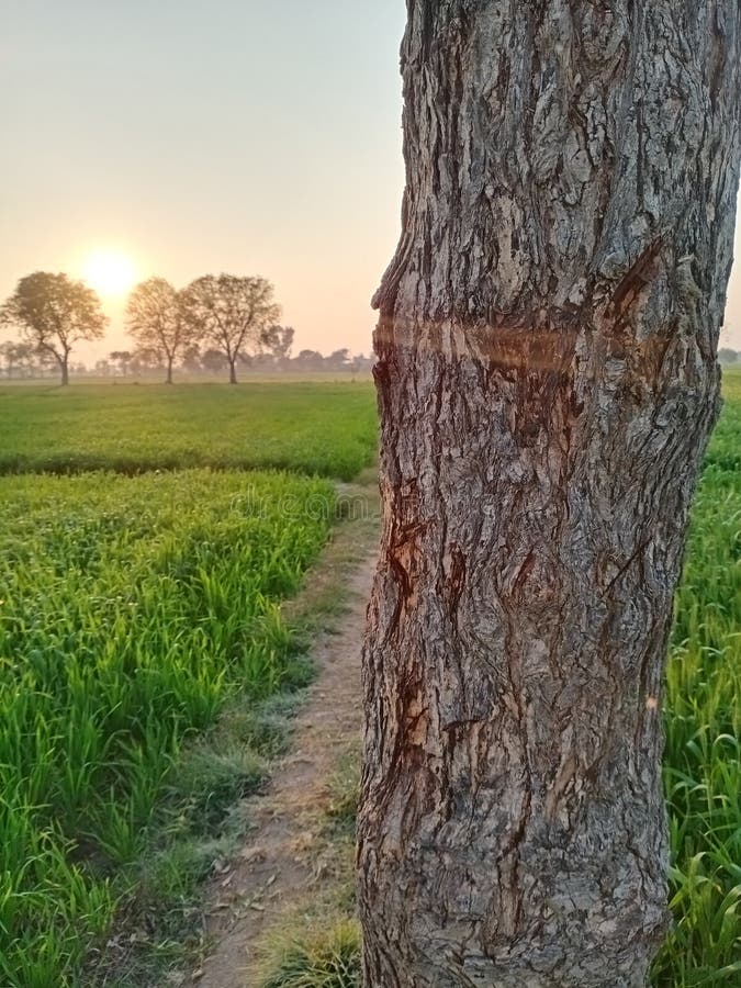 Sunset View with Trees and Greenery Stock Image - Image of agriculture ...