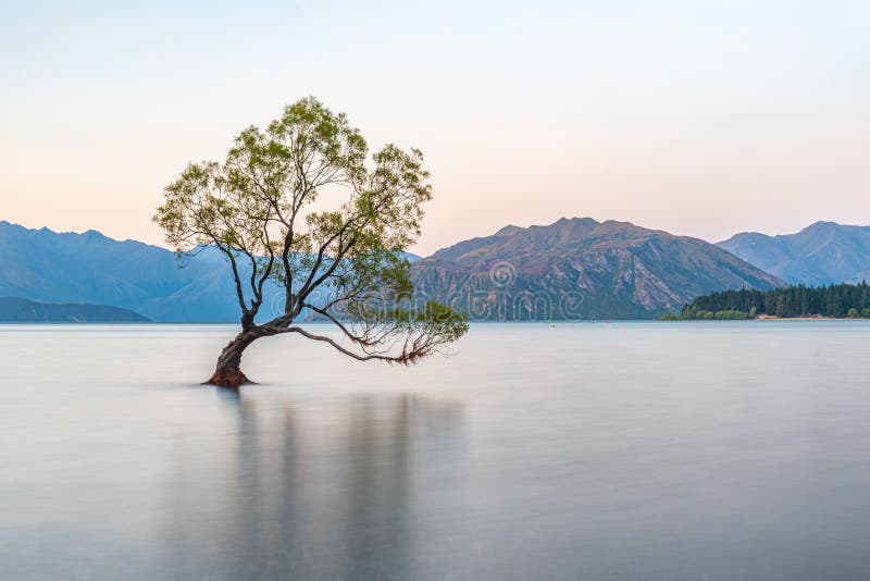 Sunset View of that Wanaka Tree in New Zealand Stock Image - Image of ...