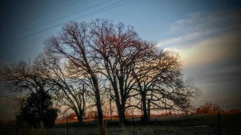 Sunset Views, Perfect Trees Stock Image - Image of plant, cloud: 228160051