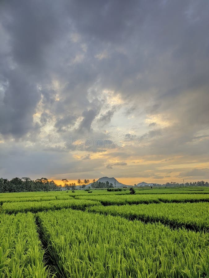 Sunset in the Village Rice Fields Stock Image - Image of fields, sunset ...