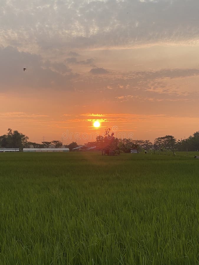 Sunset in a village stock photo. Image of horizon, field - 291115196