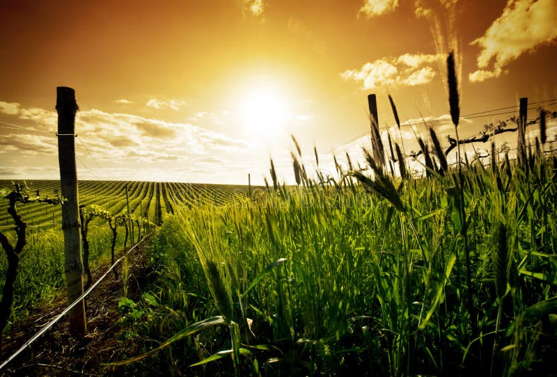 Amazing Vineyard Sunset stock image. Image of rural, wine - 9739447