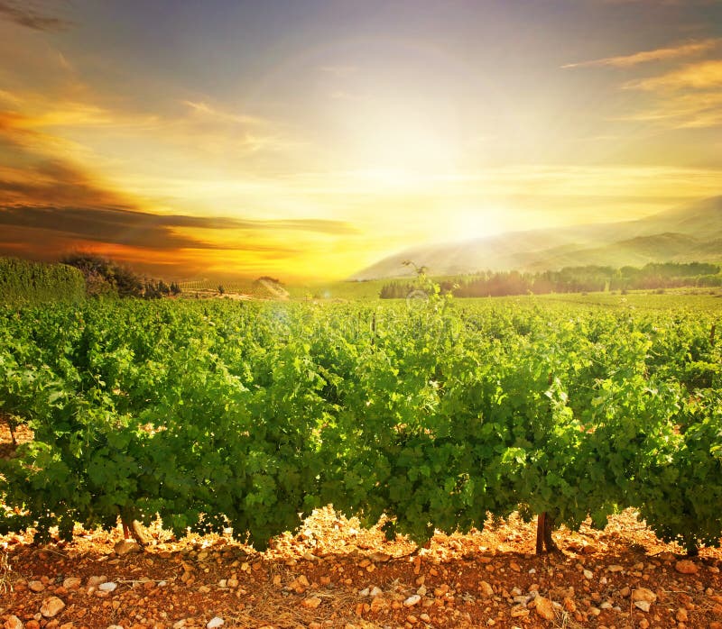 Amazing Vineyard Sunset stock image. Image of rural, wine - 9739447