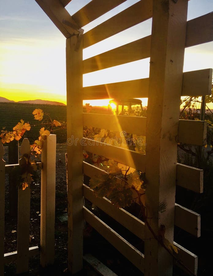 Sunset through the Vineyard Stock Image - Image of temecula, vineyards ...
