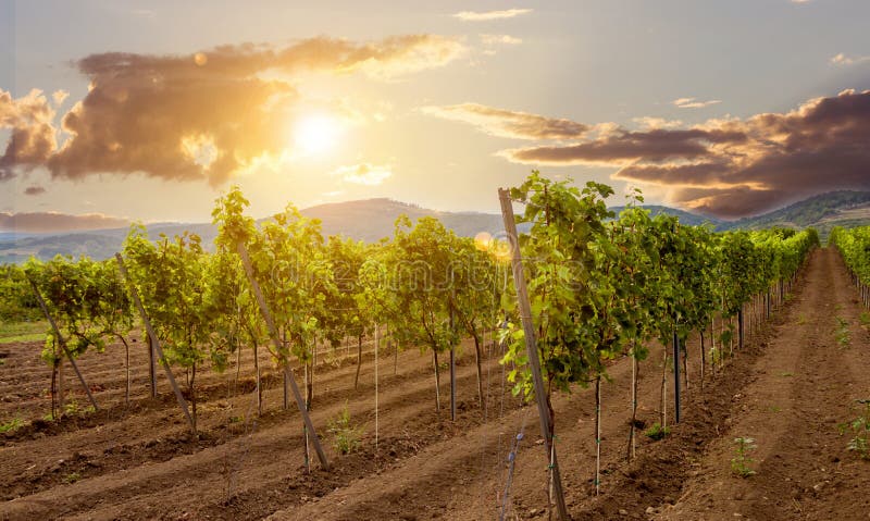 Sunset in vineyard stock image. Image of garden, orchard - 127476173