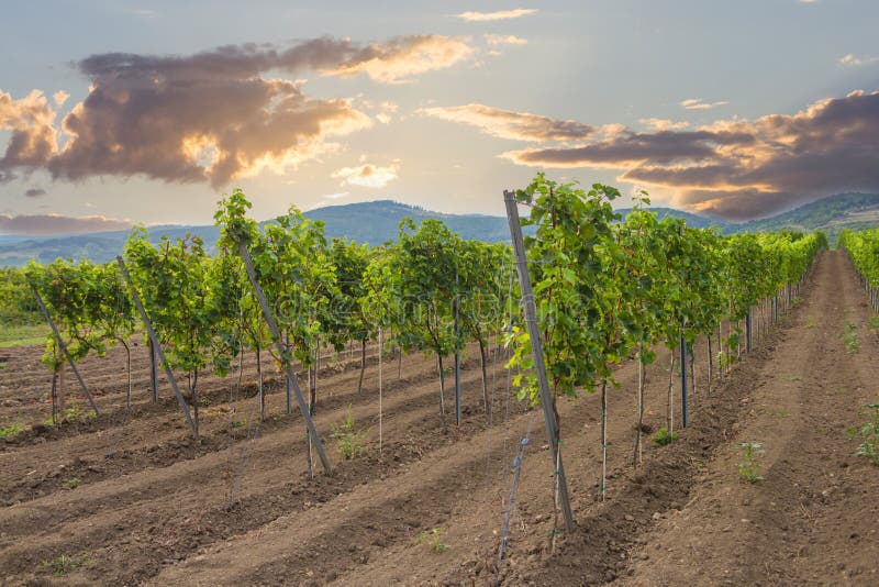 Sunset in Vineyard stock image. Image of grapevine, landscape - 5847909