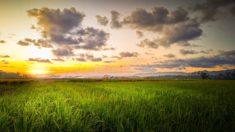 The Sunset is Visible Over the Vast Rice Fields and the Rice Plants ...