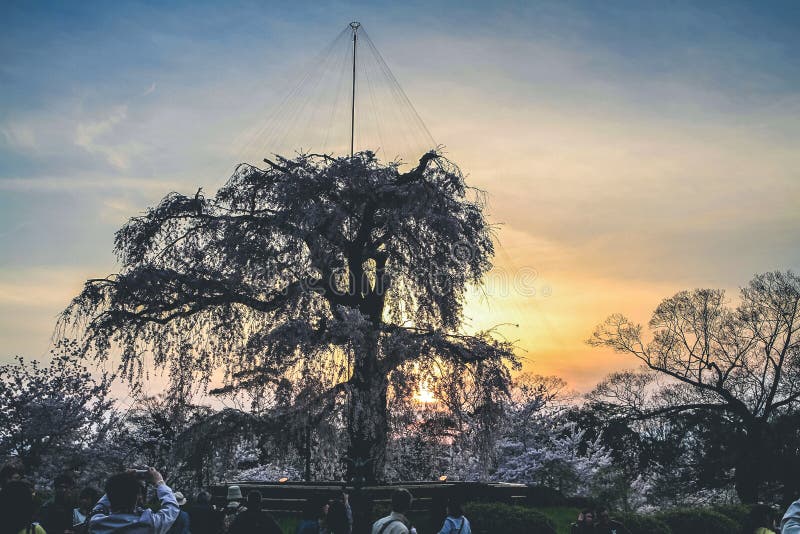 A Sunset of a Weeping Cherry Tree Maruyama Park, Kyoto Editorial ...