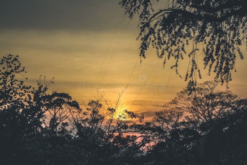 A Sunset of a Weeping Cherry Tree Maruyama Park, Kyoto Stock Image ...