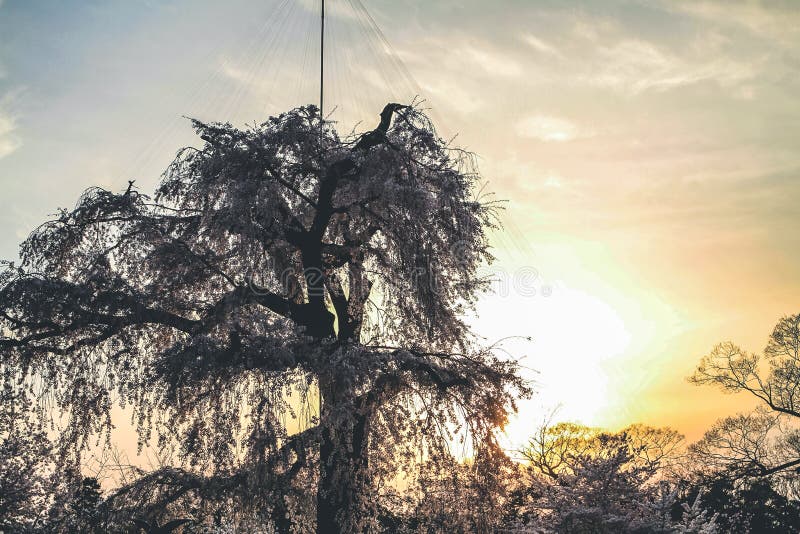 A Sunset of a Weeping Cherry Tree Maruyama Park, Kyoto Stock Photo ...
