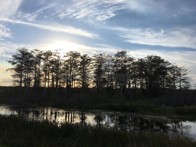 Sunset in a wetland area stock photo. Image of everglades - 85969596