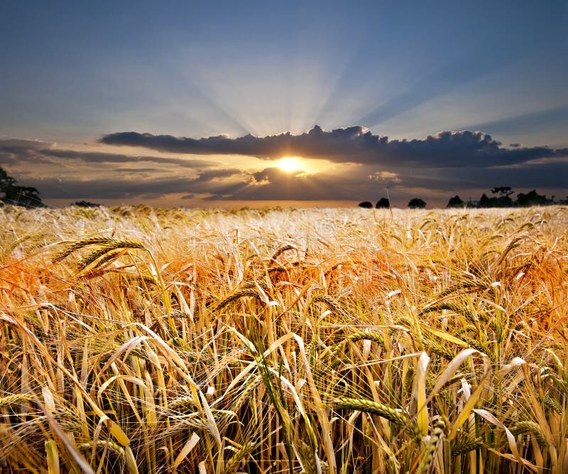 Sunset wheat stock image. Image of farm, plant, golden - 20180091