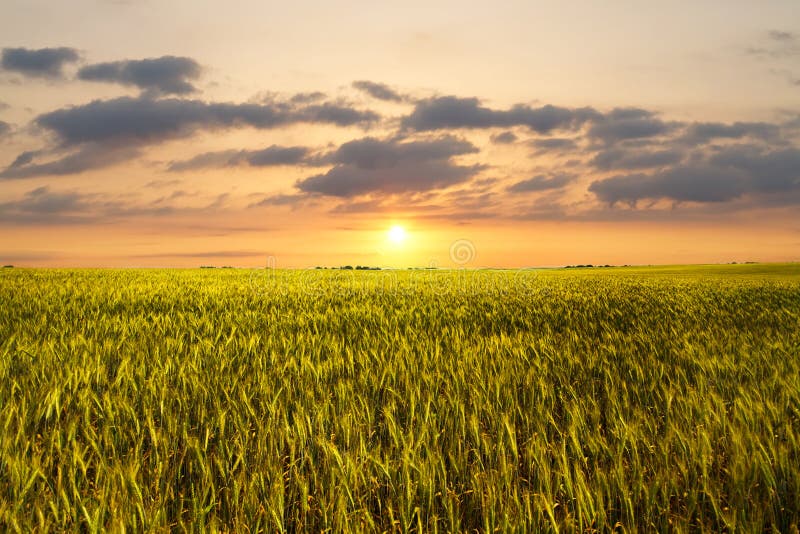 Sunset on wheat field stock photo. Image of heat, rural - 15195426