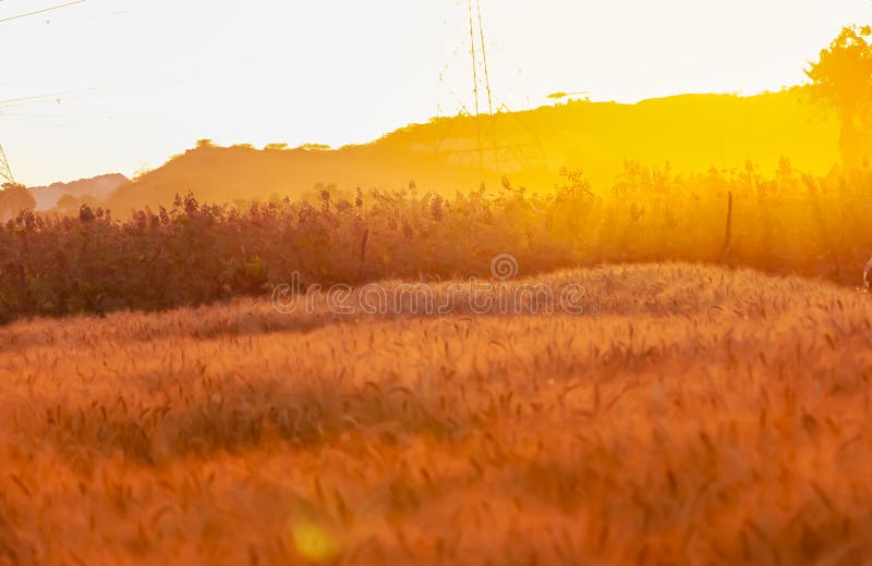 Sunset between Wheat Spike,Colorful Sunset Over Wheat Field.,green ...