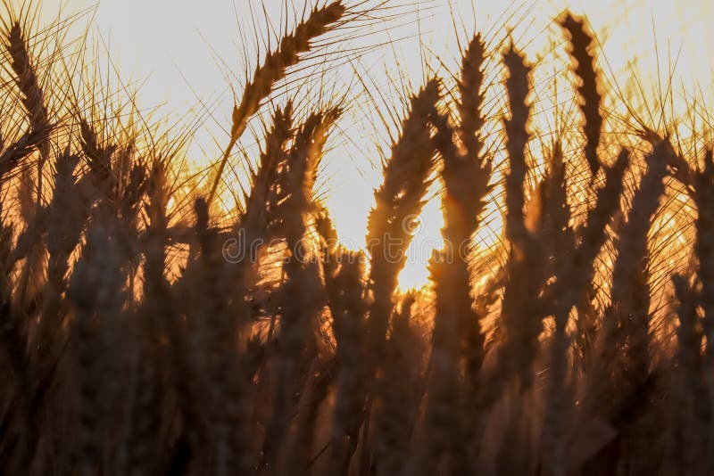 Sunset between Wheat Spike,Colorful Sunset Over Wheat Field.,green ...