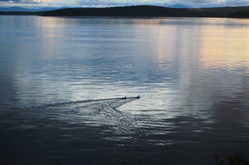 Sunset on the White Sea in August Stock Image - Image of kola, penisula ...