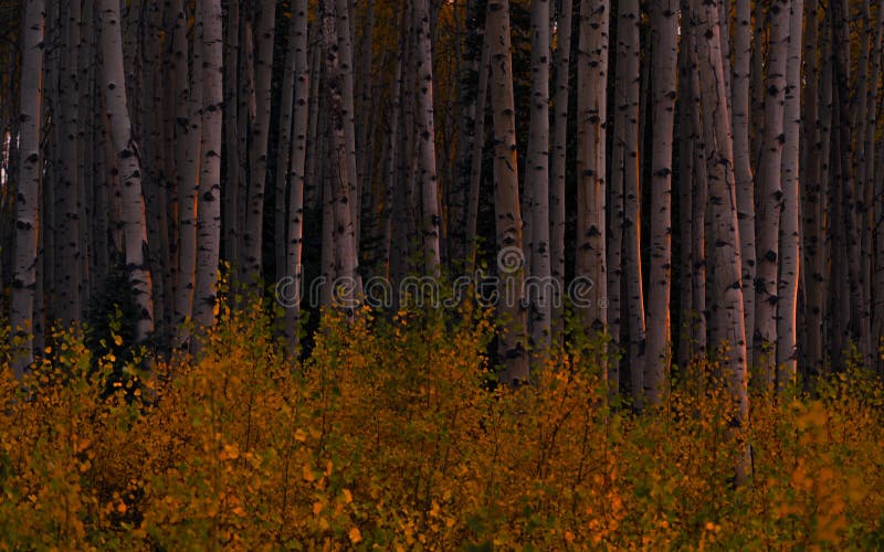 Sunset Wide Aspen Forest of Trees Artistic Dusk Stock Photo - Image of ...