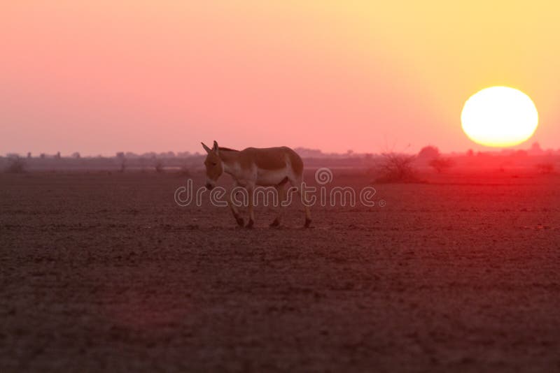 Sunset and wild stock image. Image of animal, wild, mammal - 185509237