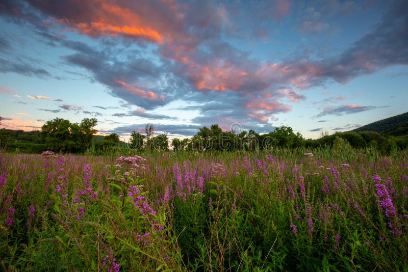 Sunset and wildflowers stock image. Image of floral - 123081207