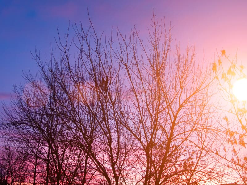 Sunset winter cold stock image. Image of nature, abstract - 12342545