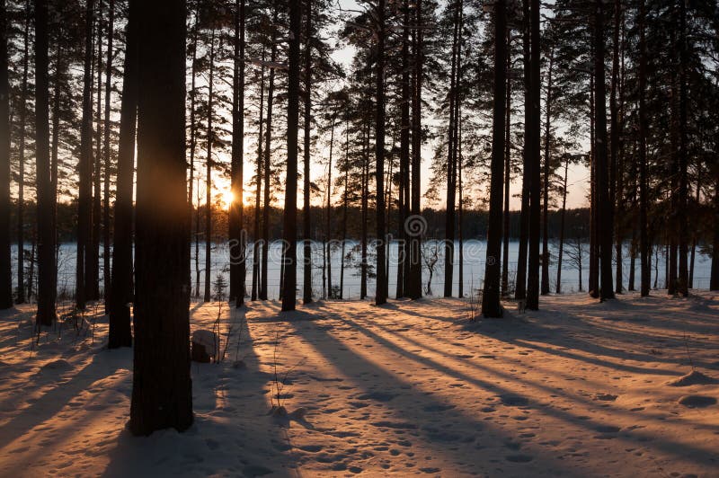 Sunset in the Winter Forest. Sunbeams and Shadows of Trees Stock Photo ...