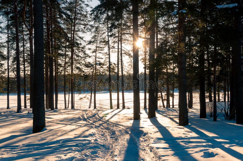 Sunset in the Winter Forest. Sunbeams and Shadows of Trees Stock Photo ...