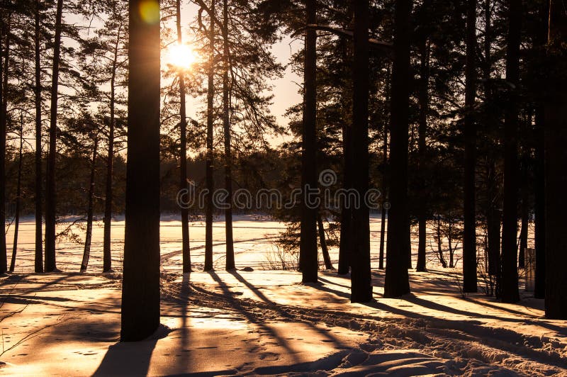 Sunset in the Winter Forest. Sunbeams and Shadows of Trees Stock Photo ...