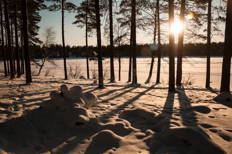 Sunset in the Winter Forest. Sunbeams and Shadows of Trees Stock Photo ...