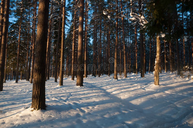 Sunset in the Winter Forest. Sunbeams and Shadows of Trees Stock Photo ...