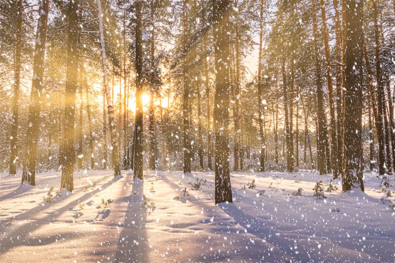 Sunset in the Winter Pine Forest with Falling Snow. Rows of Pine Trunks ...