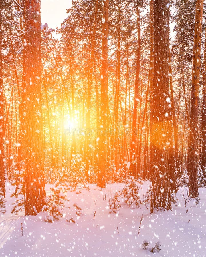 Sunset in the Winter Pine Forest with Falling Snow. Rows of Pine Trunks ...