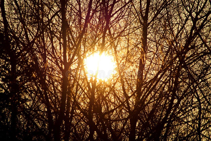 Sunset through the Autumn Trees Stock Photo - Image of change, seasonal ...