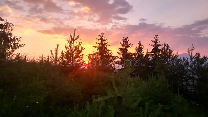 Sunset in wood stock image. Image of calm, wood, nature - 73562999