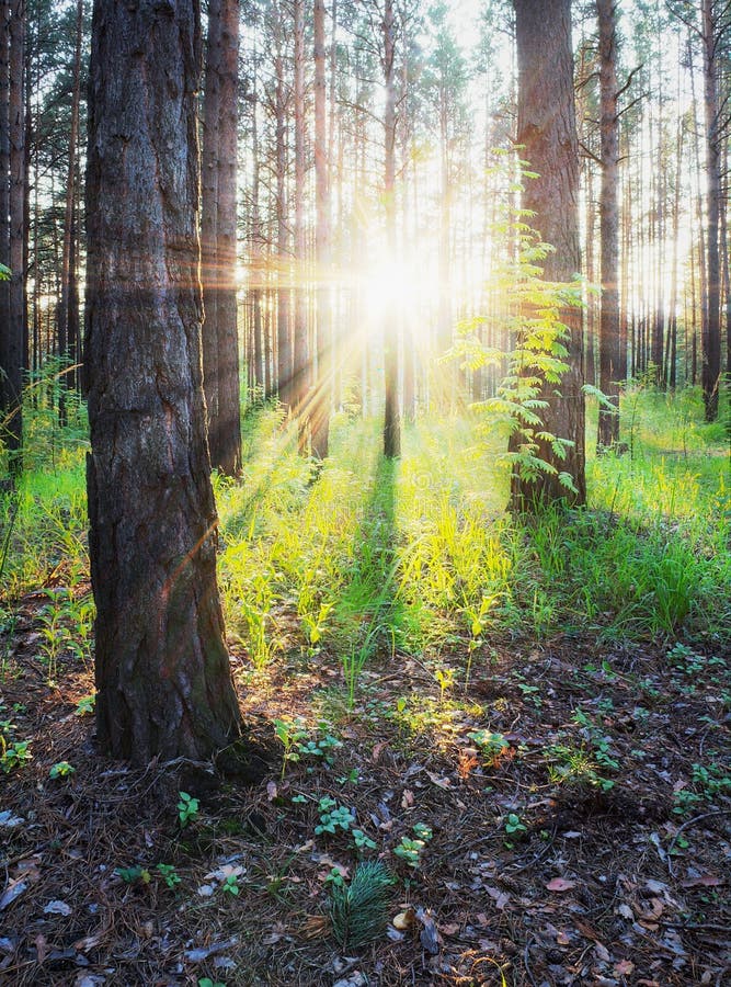 Sun rays in the woods stock photo. Image of warmth, sunshine - 2030948