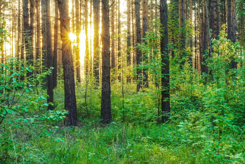 Sunset in the woods stock photo. Image of landscape - 173088122