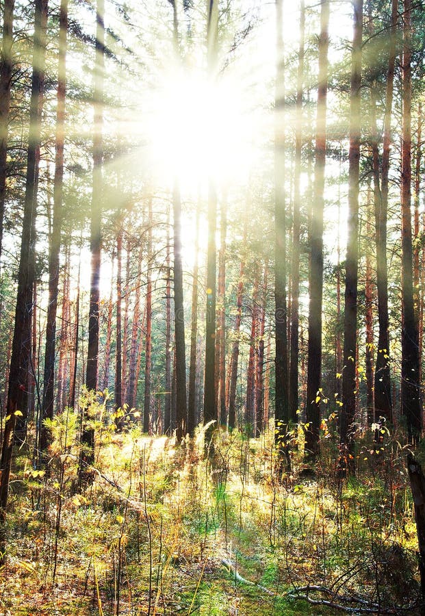 Sunset in the woods stock image. Image of birch, mystery - 173817743