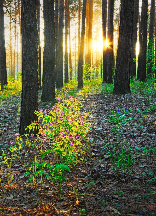Sunset in the woods stock image. Image of fantasy, lush - 29764971
