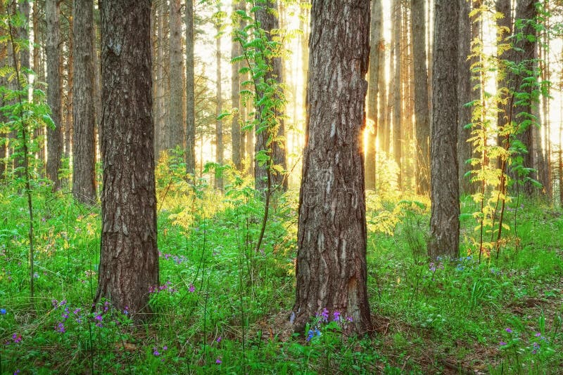 Sunset in the woods stock photo. Image of pines, foggy - 174960986