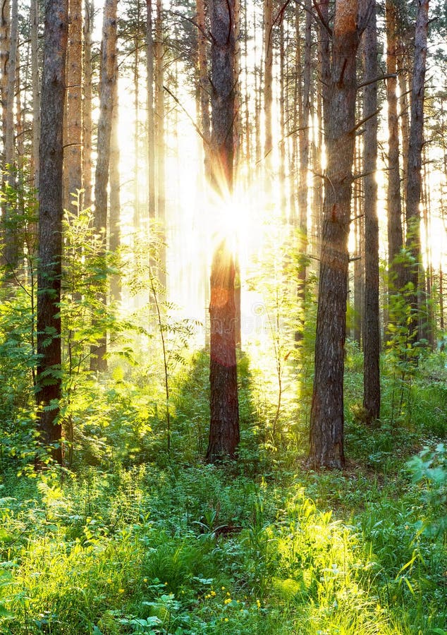 Bright Sunset in the Forest Stock Photo - Image of foggy, park: 207921634