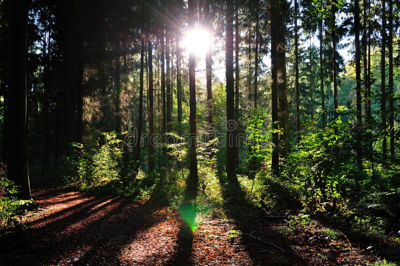 Sunset in a woods. stock photo. Image of summer, mist - 21729972
