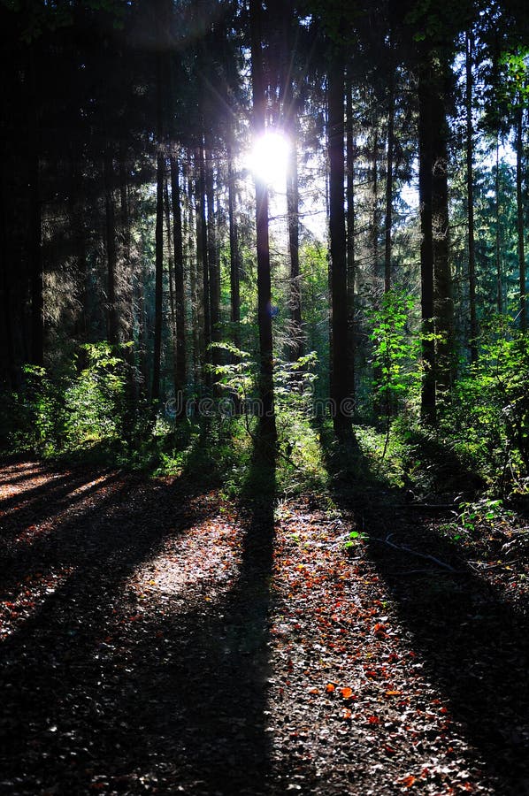 Sunset in a woods. stock photo. Image of forest, landscape - 21730088