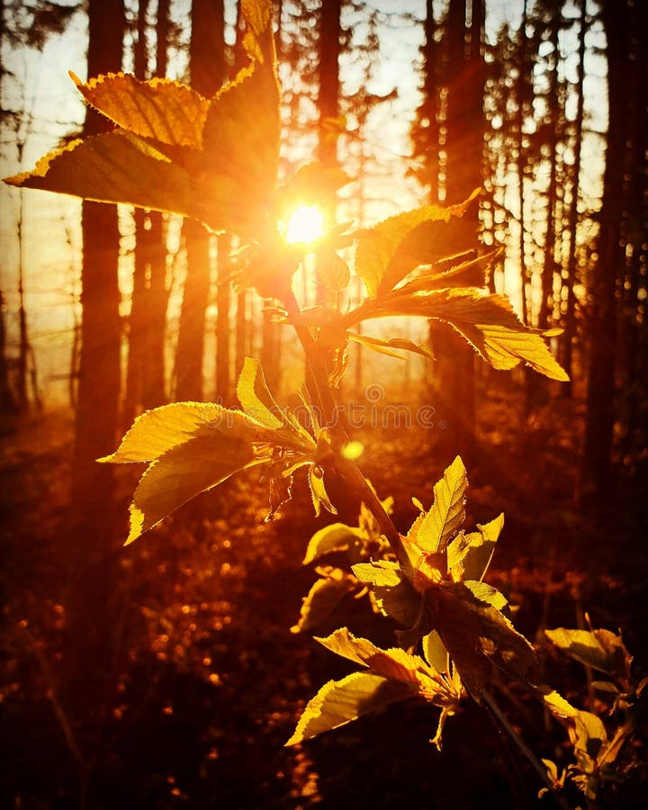 Sunset in the woods stock photo. Image of countryside - 63787428