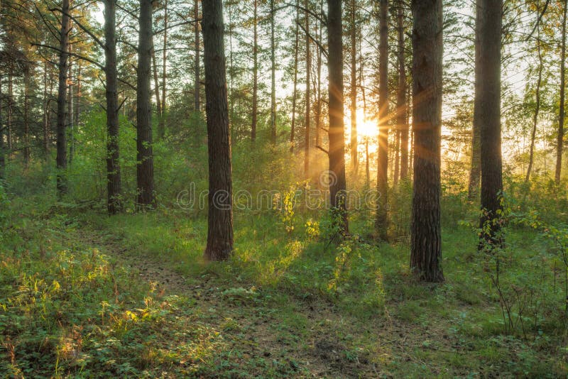 Sunset in the woods stock photo. Image of countryside - 63787428