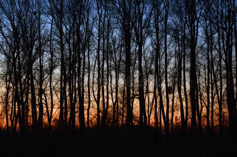 Sunset in the woods stock photo. Image of countryside - 63787428