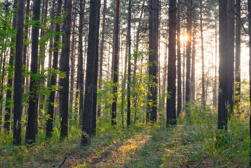 Sunset in the woods stock image. Image of fantasy, lush - 29764971